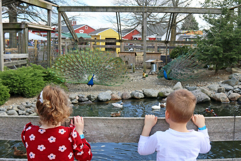 School Field Trips – Educational Animal & Farm Adventures | Davis Farmland